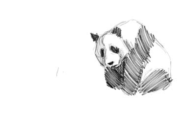 how to draw animals step by step - Barnett Gallery