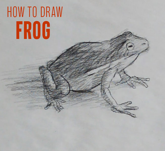 How to Draw FROG step by step easy - Barnett Gallery