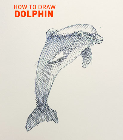 how to draw dolphin fish