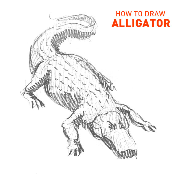 Alligator drawing easy STEP BY STEP how to draw art realistic crocodile ...