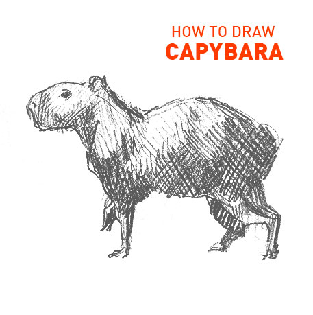 CAPYBARA drawing easy STEP BY STEP how to draw art realistic animals ...