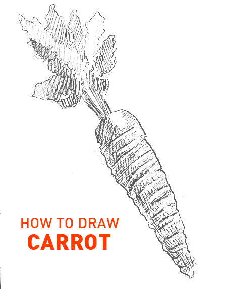 CARROT drawing easy STEP BY STEP how to draw art realistic - Barnett ...