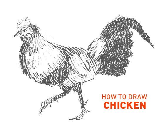 CHICKEN drawing easy STEP BY STEP how to draw art realistic rooster ...