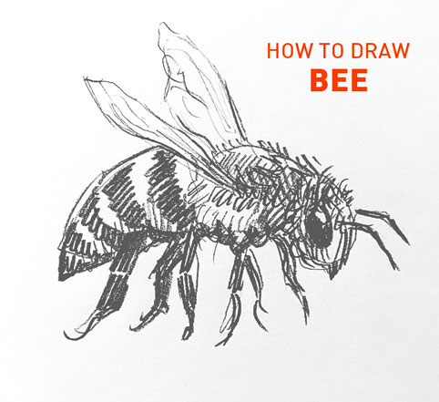 BEE drawing easy STEP BY STEP how to draw art realistic bumble honey ...