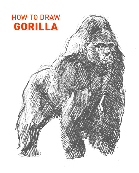 GORILLA drawing easy STEP BY STEP how to draw art realistic great ape ...