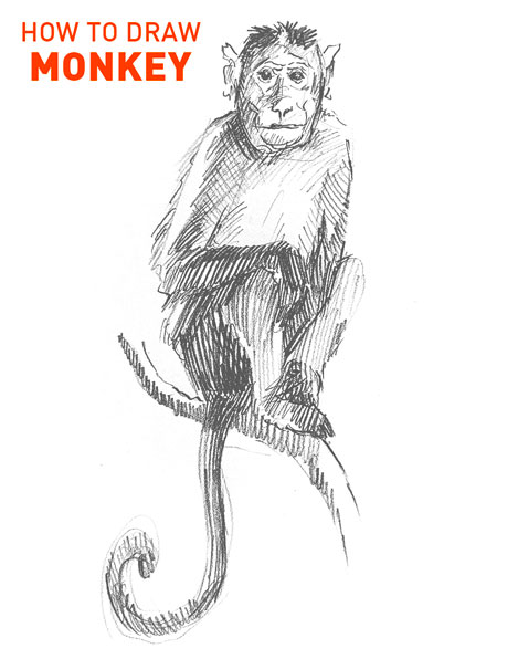 MONKEY drawing easy STEP BY STEP how to draw art realistic - Barnett ...