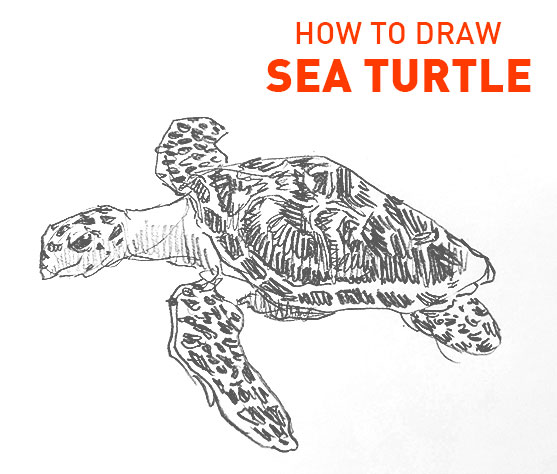 SEA TURTLE drawing easy STEP BY STEP how to draw art realistic animals ...
